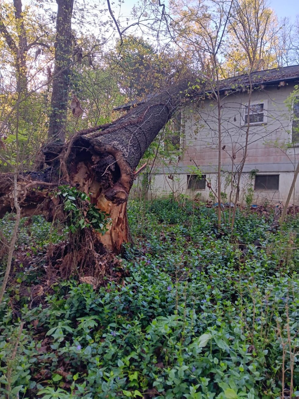 Home - JD Tree Service LLC