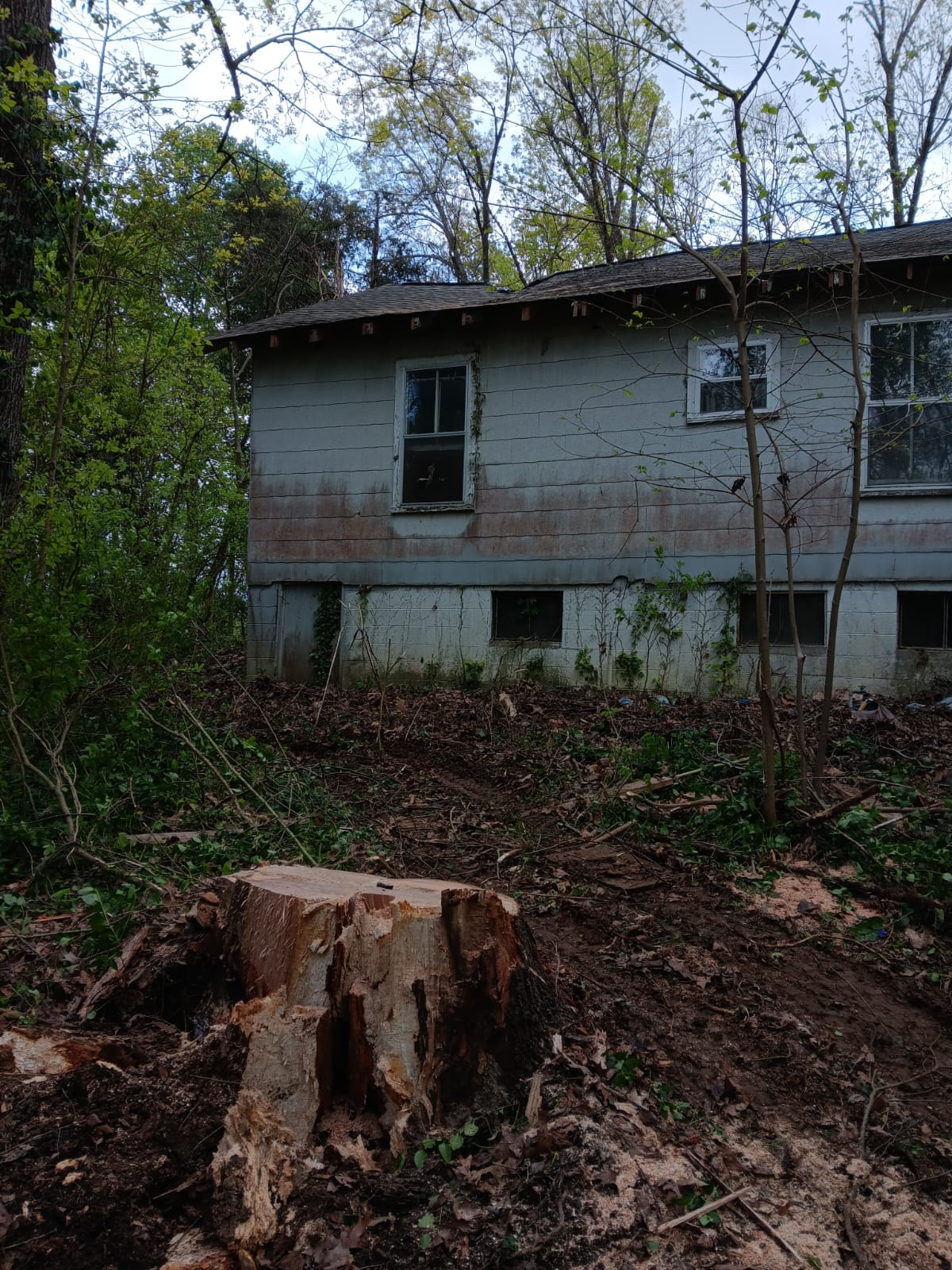 The Ultimate Guide to Pruning an Overgrown Holly Tree - JD Tree Service LLC